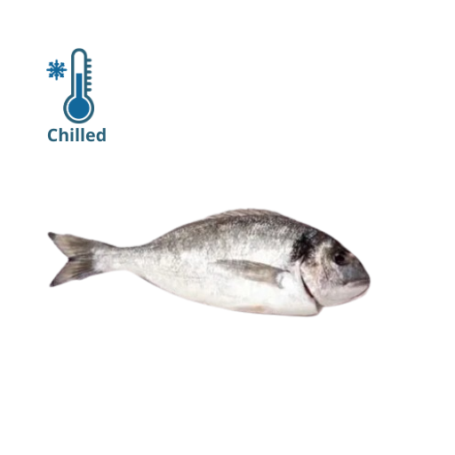 Wild Gilthead Sea Bream - Seafood Society