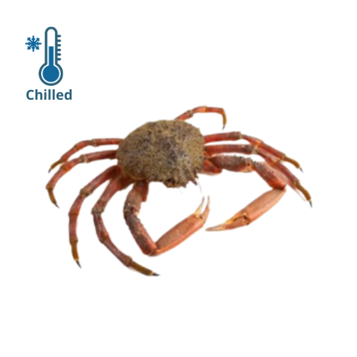 Wild Cooked Spider Crab - Seafood Society