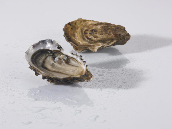 How to Choose your Oysters - Seafood Society
